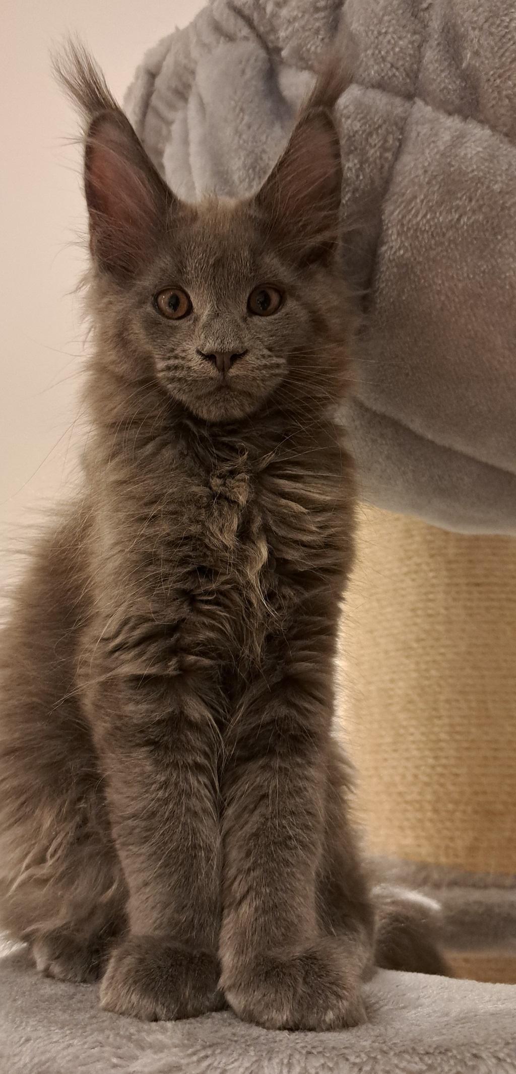 Maine Coon Kittens - Maine Coon Kittens to Love