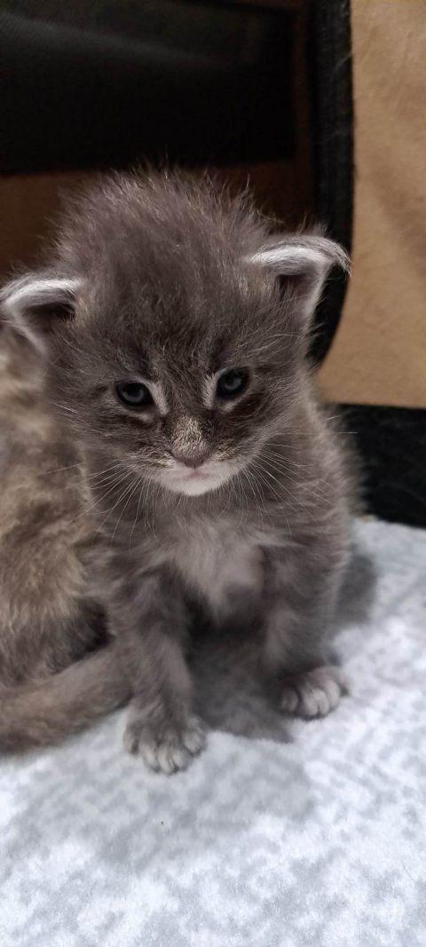 Available Kittens - Maine Coon Kittens to Love