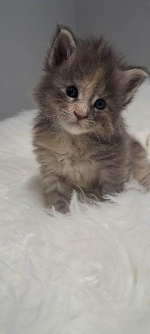 Available Kittens - Maine Coon Kittens to Love